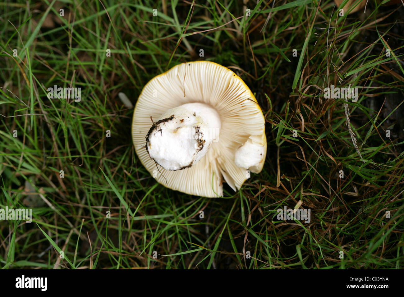 Yellow Swamp Brittlegill, Russula claroflava, Russulaceae. Berkhamsted ...