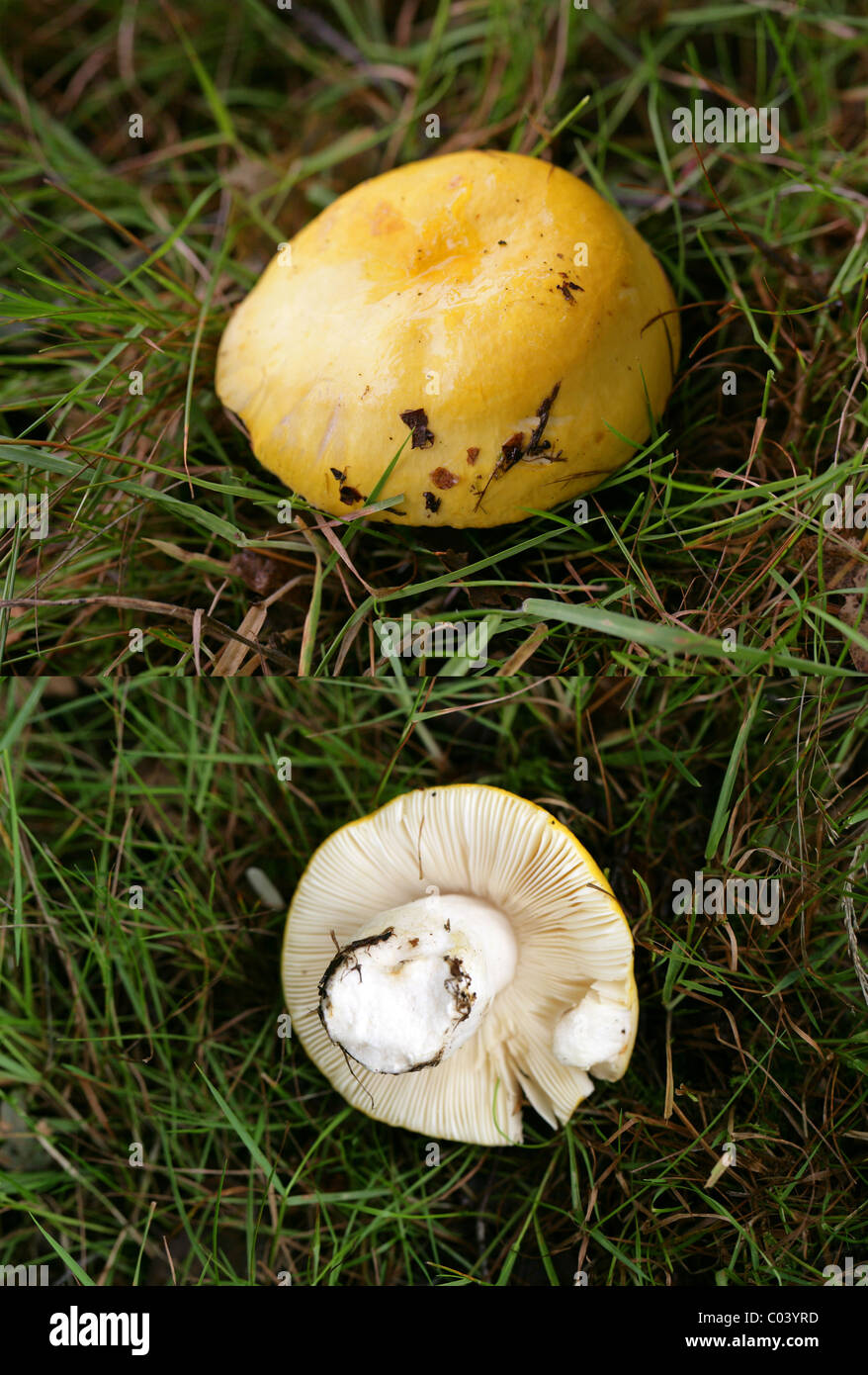 Yellow Swamp Brittlegill, Russula claroflava, Russulaceae. Berkhamsted ...
