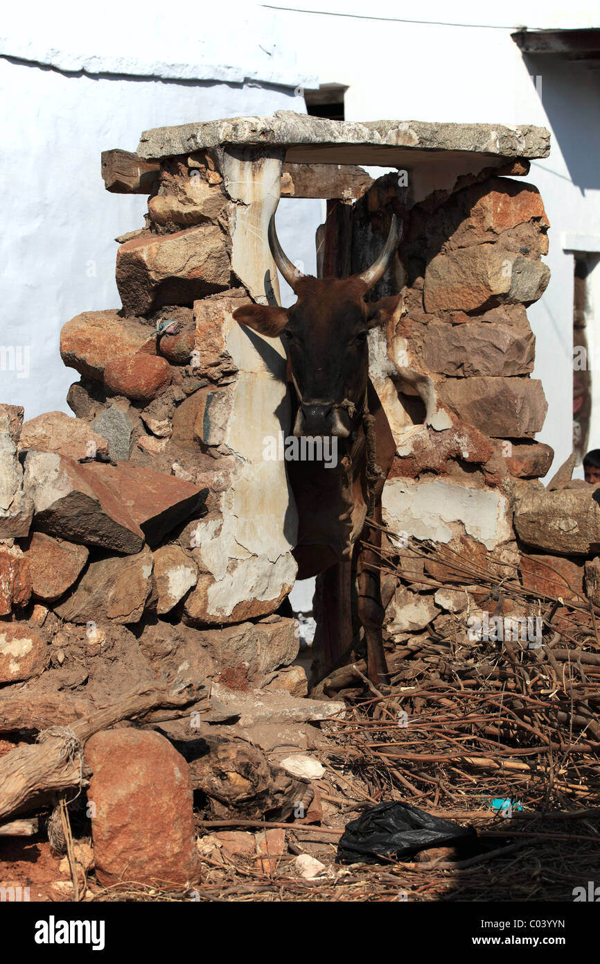 Indian cow in house hi-res stock photography and images - Alamy