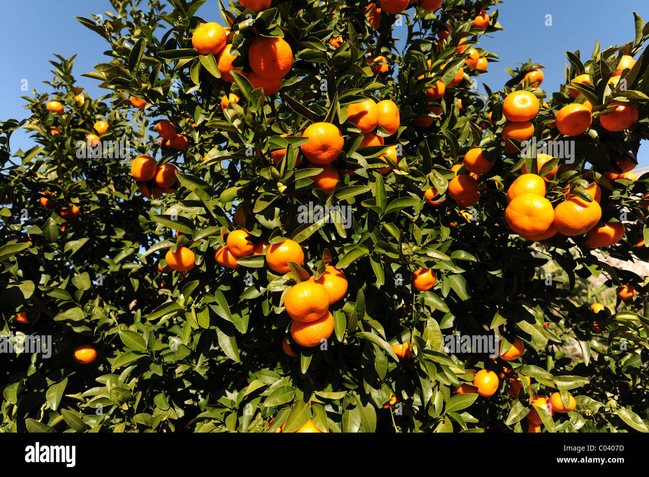 Valencia oranges on a tree hi-res stock photography and images - Alamy