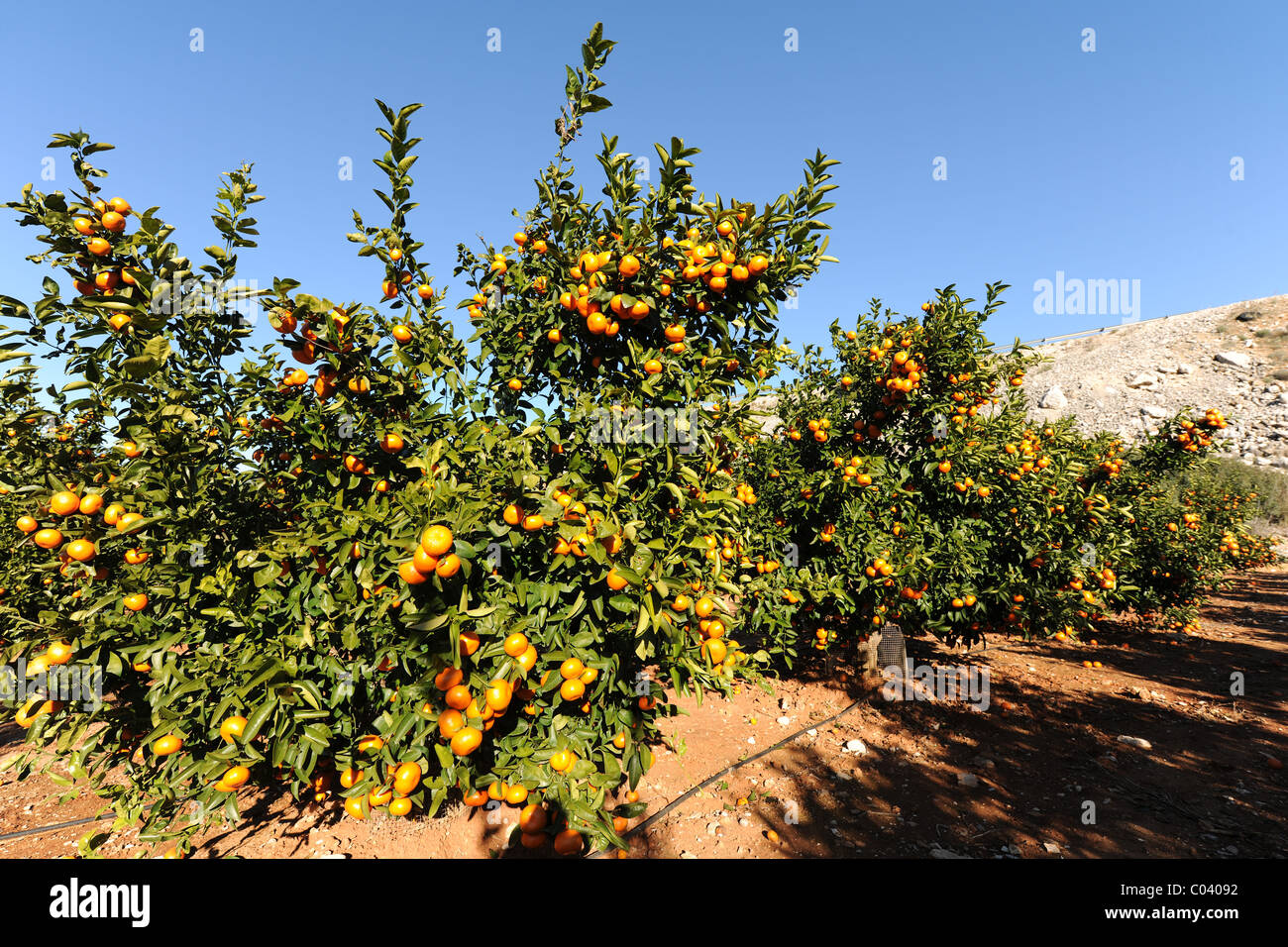 ripe mandarin oranges in an orchard, near Pedreguer, Alicante, Valencia ...