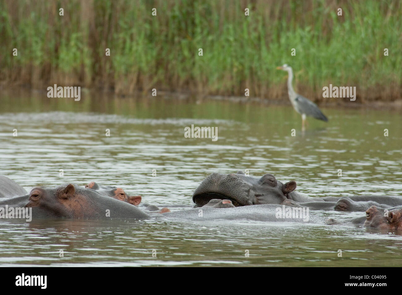 South Africa, Richard's Bay, St. Lucia Wetland Nature Reserve ...