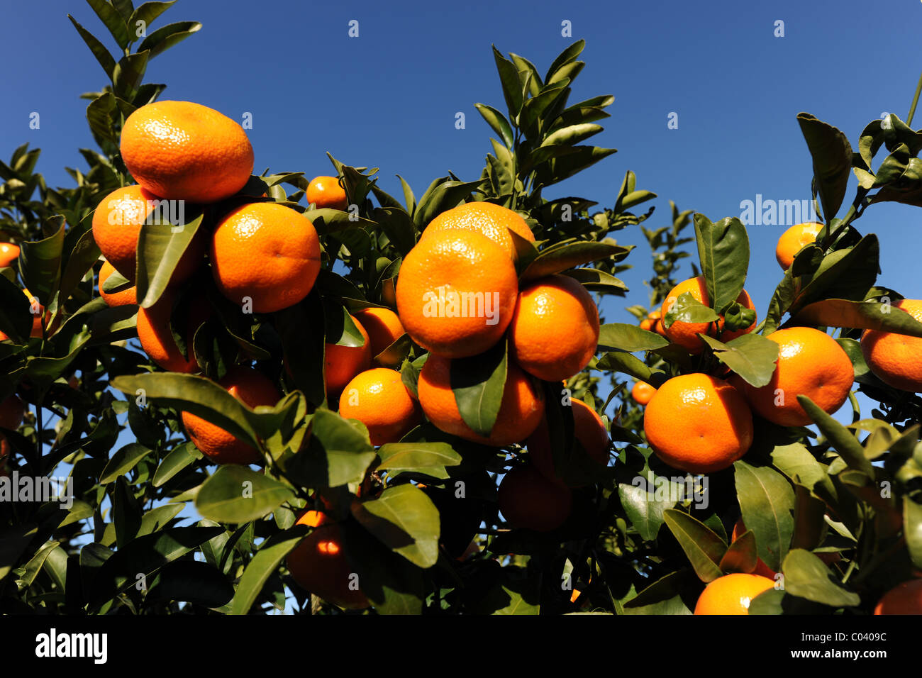 Mandarin oranges hi-res stock photography and images - Alamy