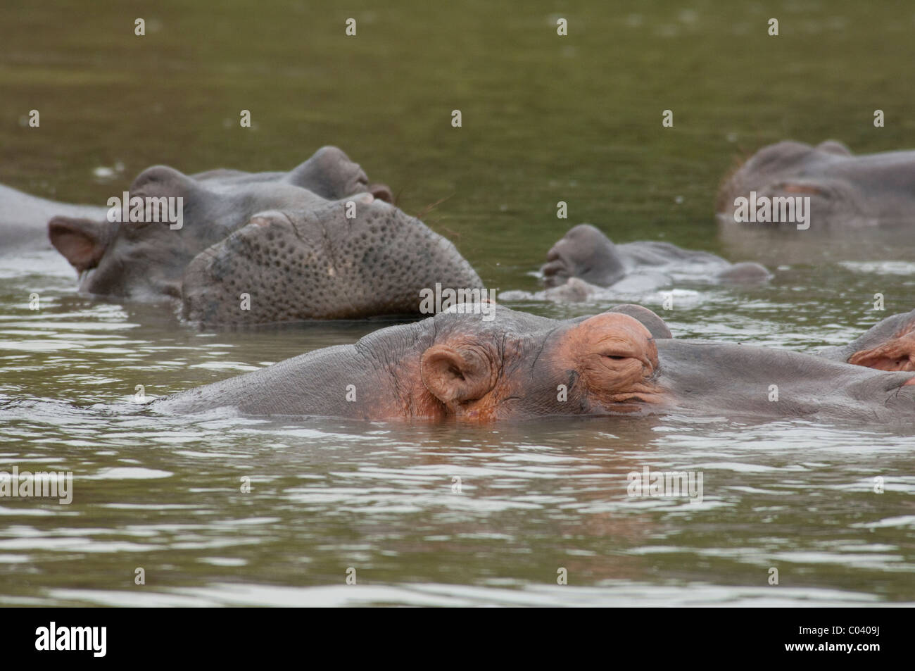 South Africa, Richard's Bay, St. Lucia Wetland Nature Reserve ...