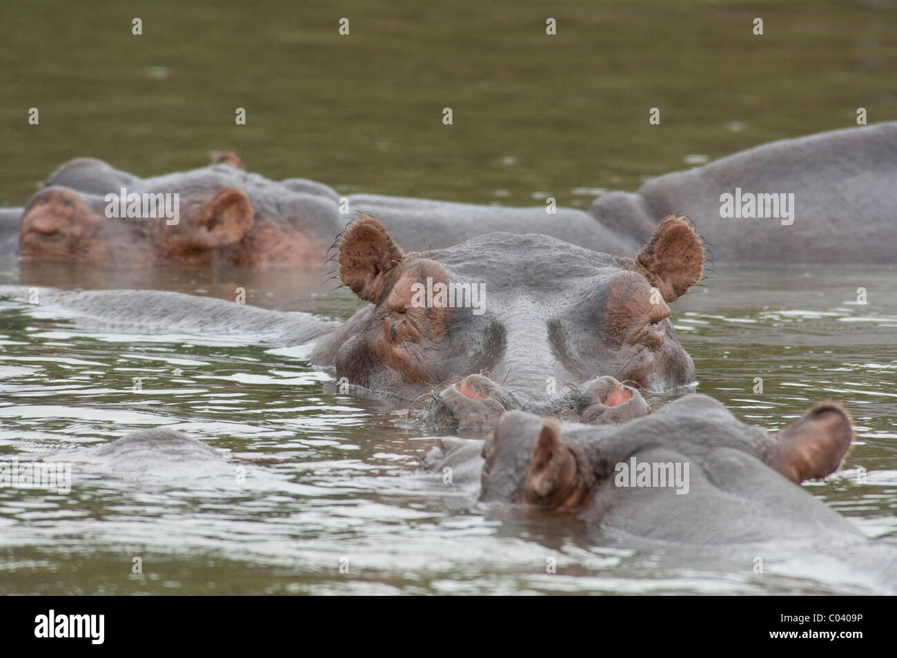 South Africa, Richard's Bay, St. Lucia Wetland Nature Reserve ...
