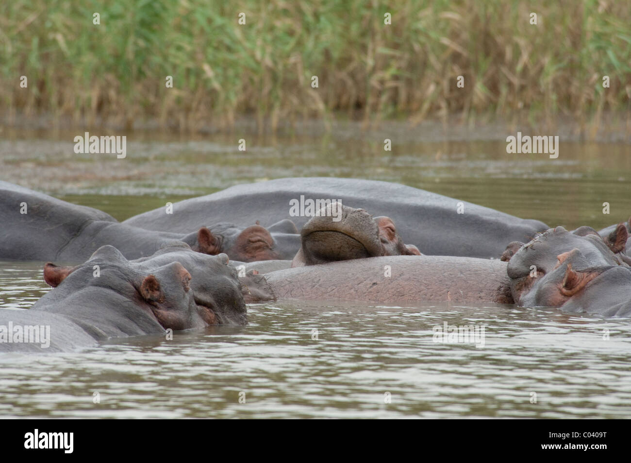 South Africa, Richard's Bay, St. Lucia Wetland Nature Reserve ...