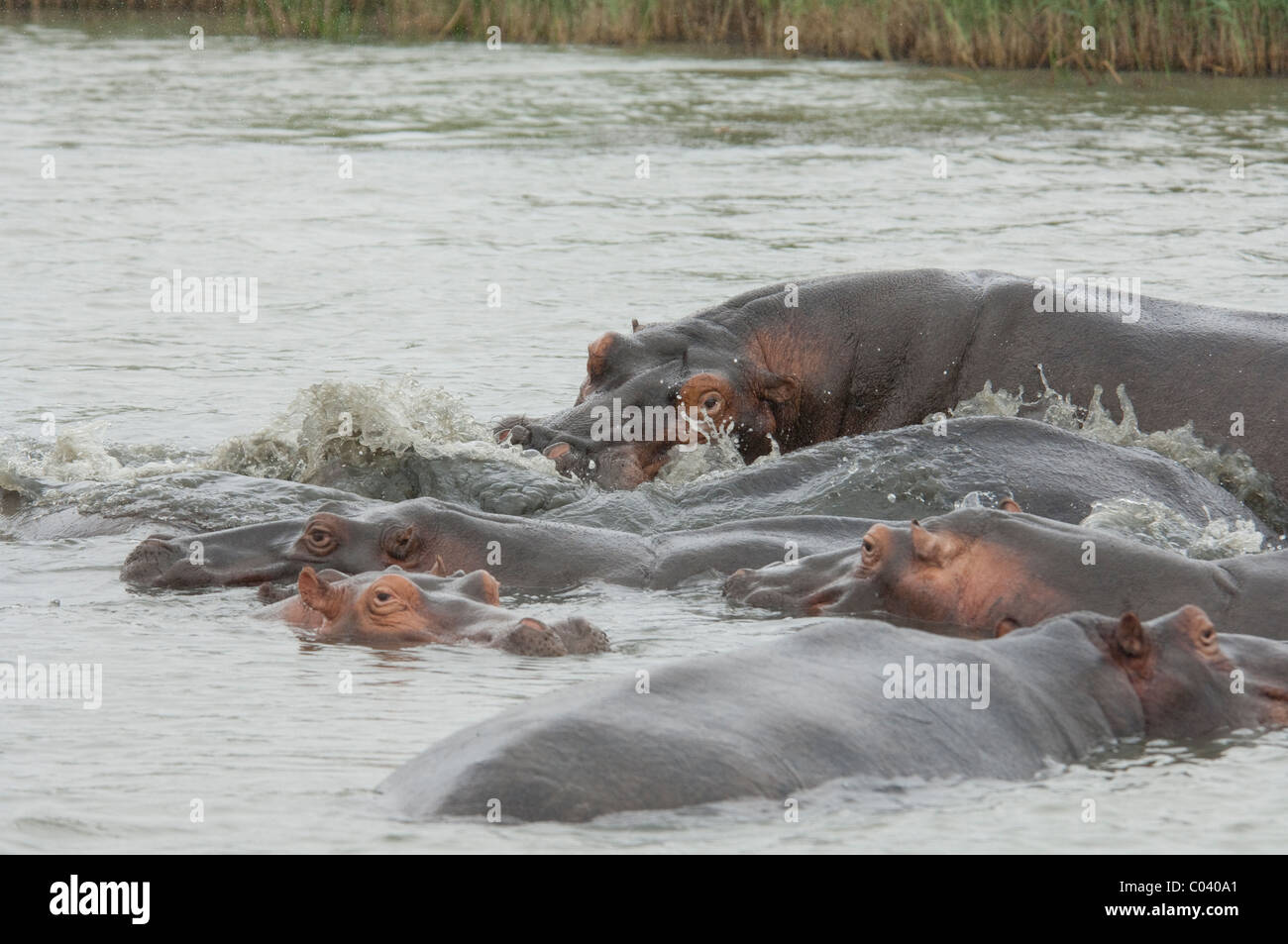 South Africa, Richard's Bay, St. Lucia Wetland Nature Reserve ...