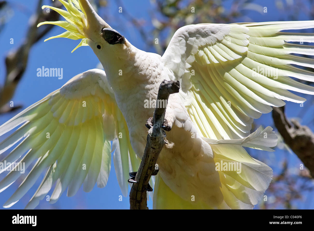 Australian yellow crested cockatoo hi-res stock photography and images ...