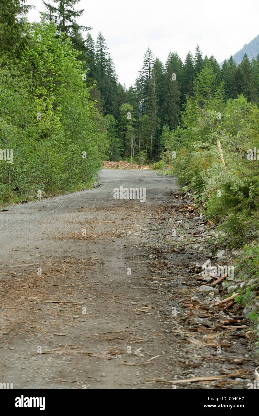 A logging road in B.C. on Vancouver Island Stock Photo - Alamy