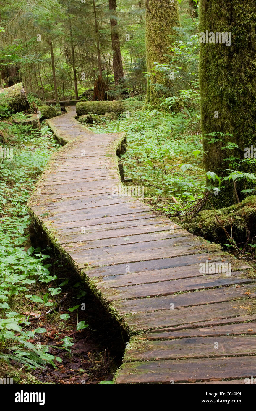A old wooded path through the woods Stock Photo - Alamy