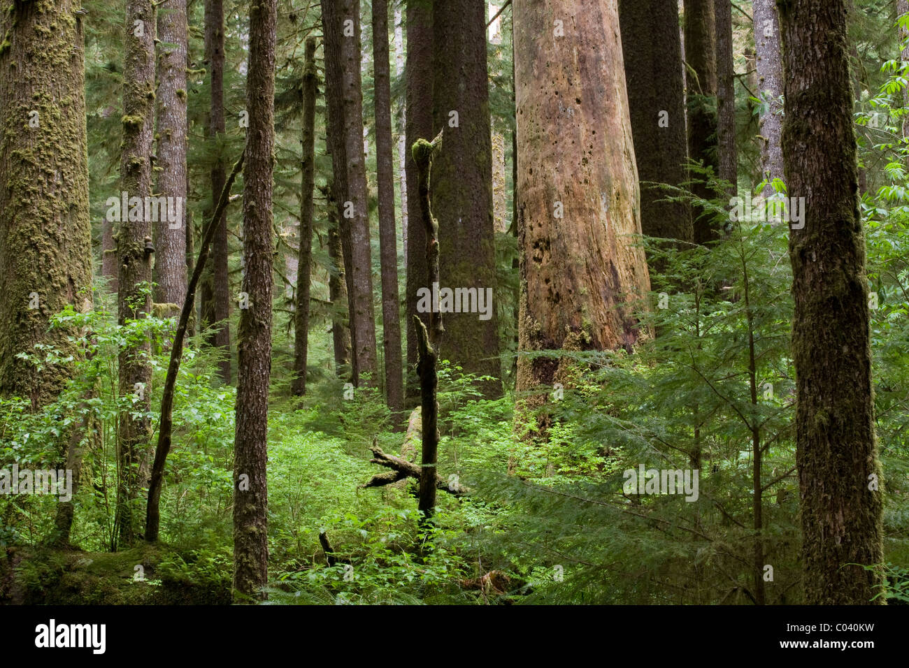 A thick wooded forest on Vancouver Island Stock Photo - Alamy