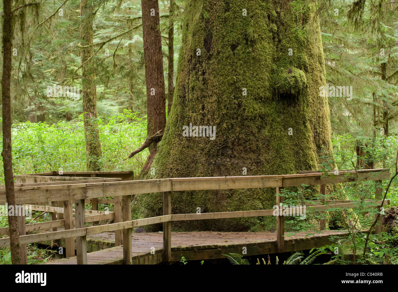 A large tree with a walkway around it Stock Photo - Alamy
