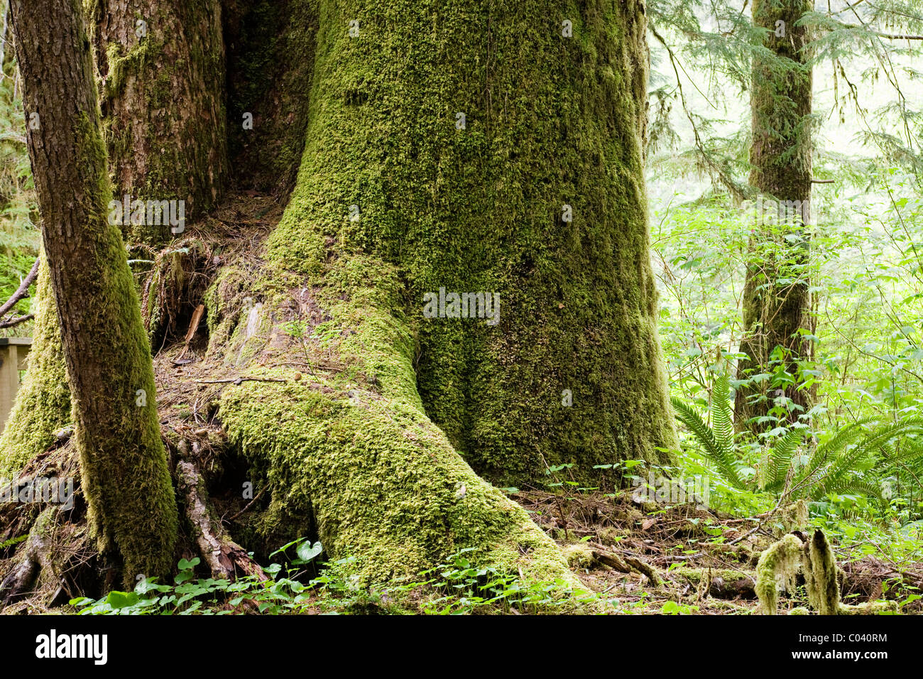 Large trees in the Carmanah Valley Stock Photo - Alamy