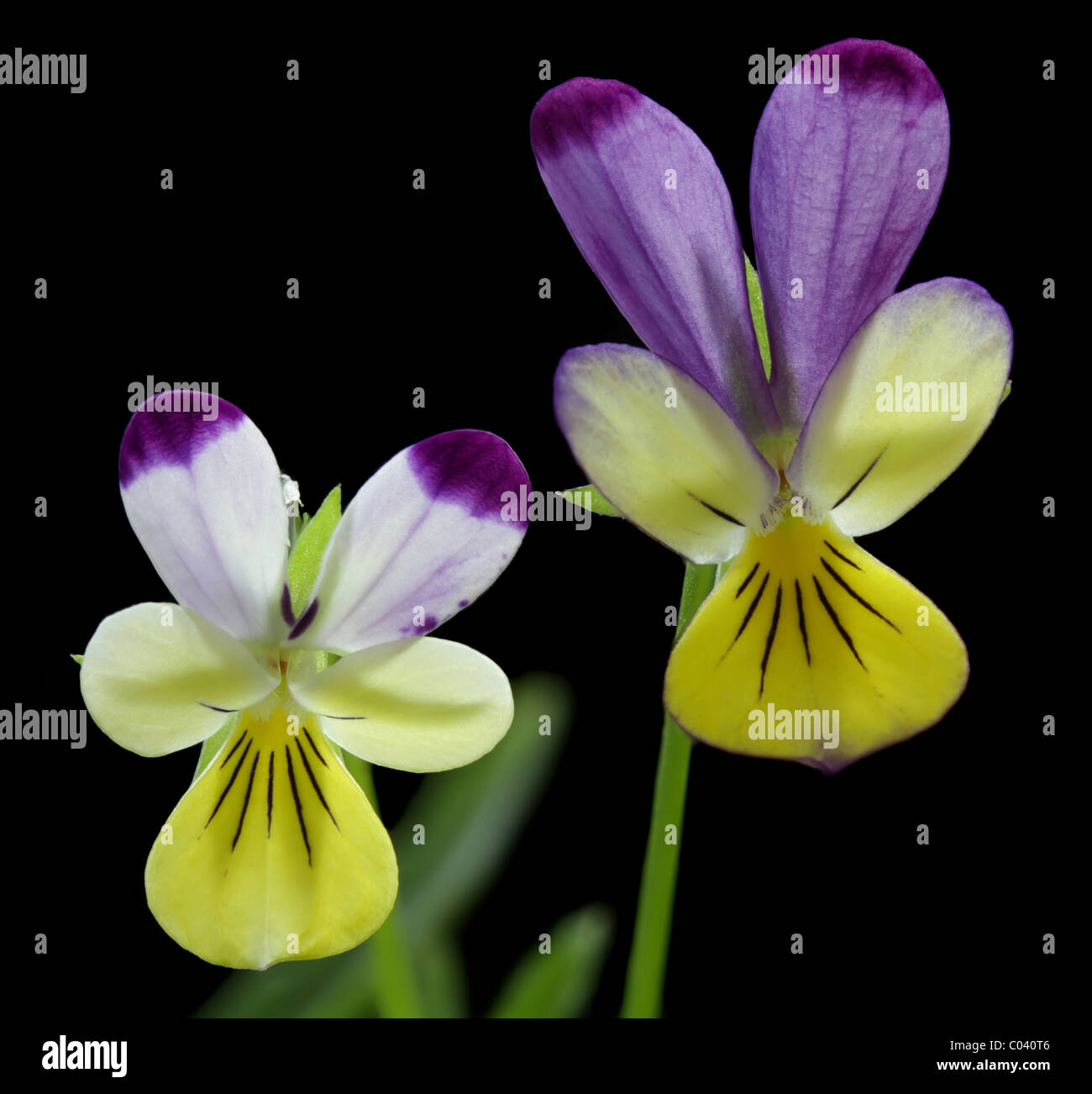 Bilaterally Symmetrical Flower