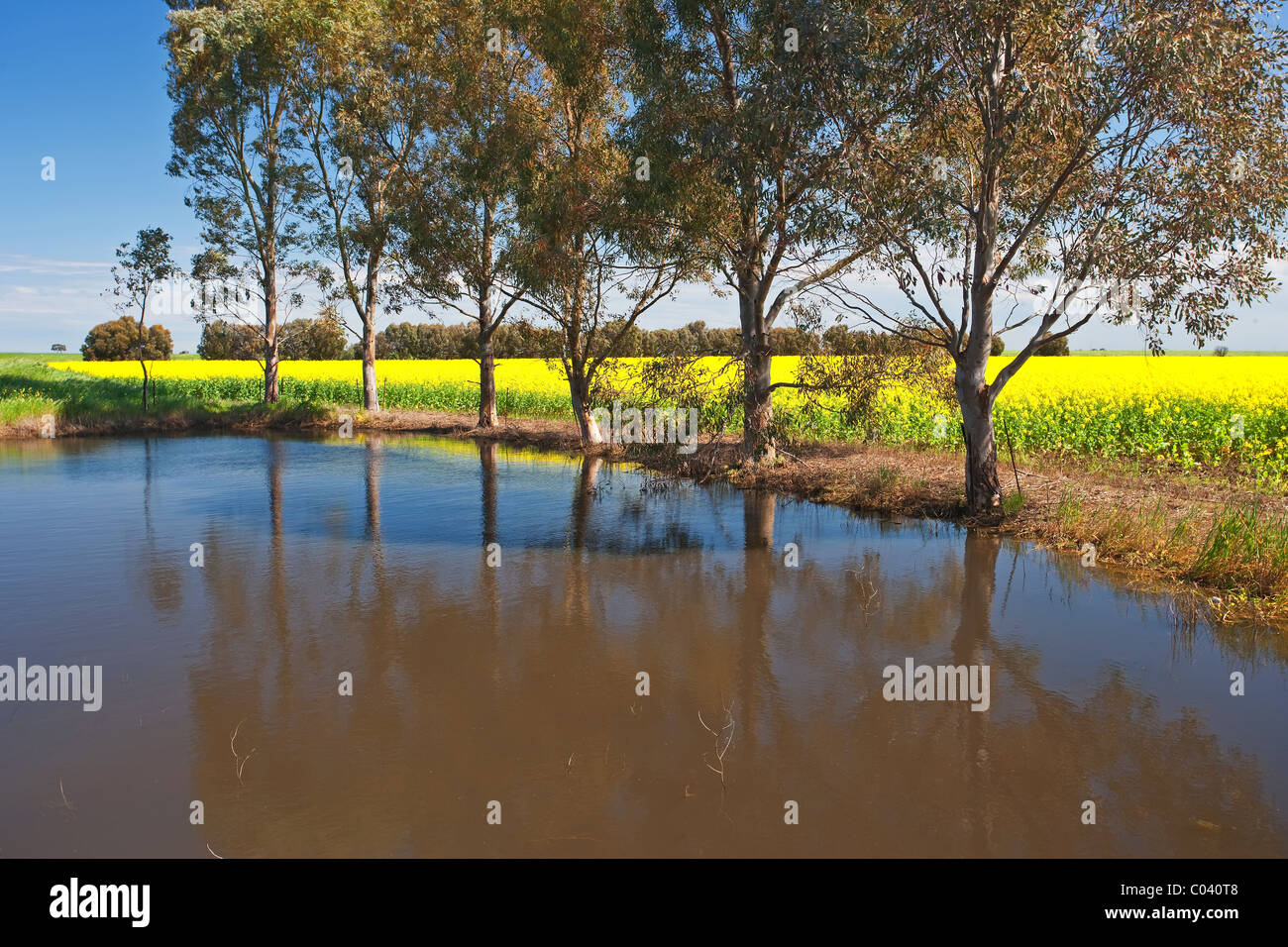 Canola farming hi-res stock photography and images - Alamy