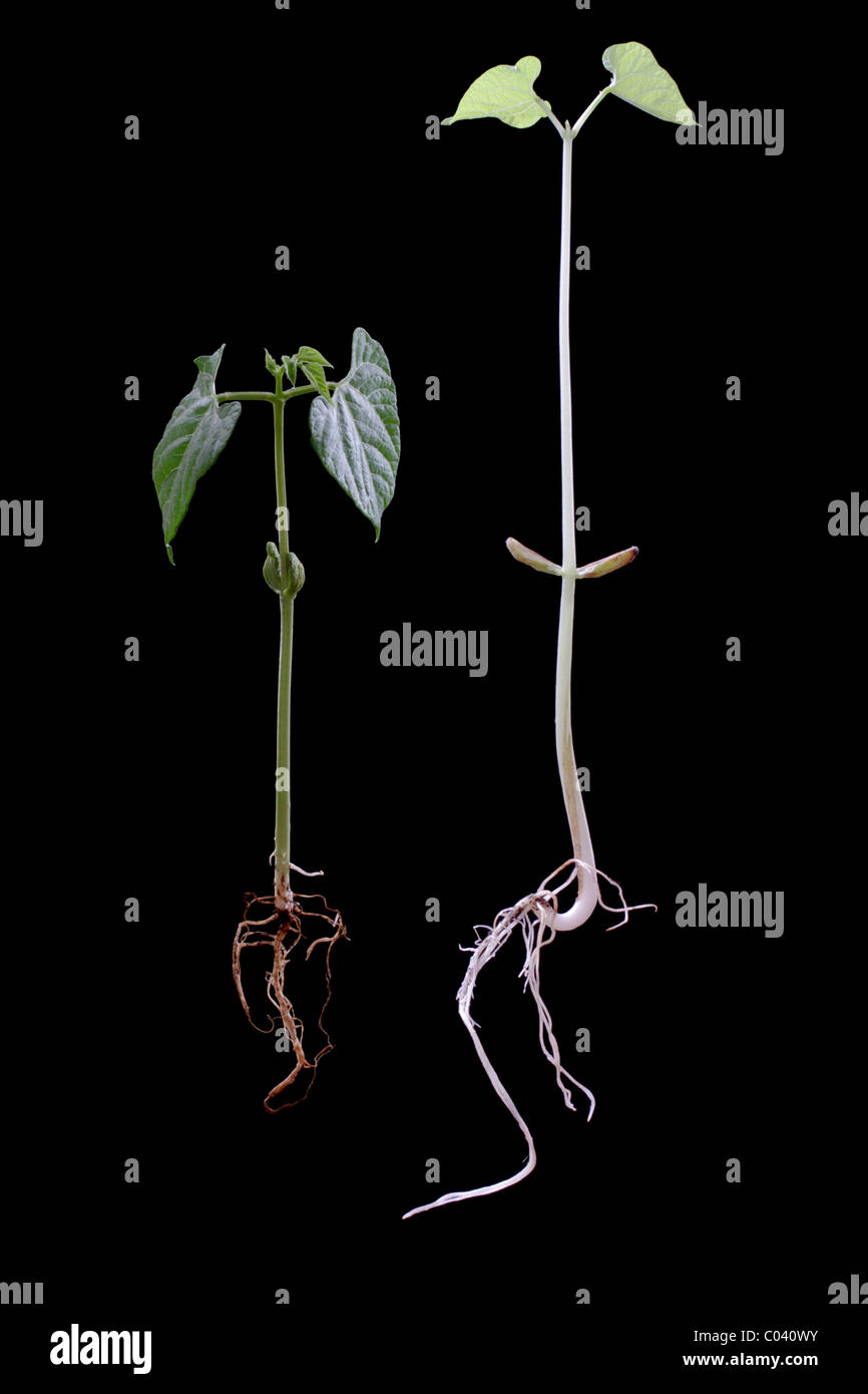 Etiolated etiolation chlorosis hi-res stock photography and images - Alamy
