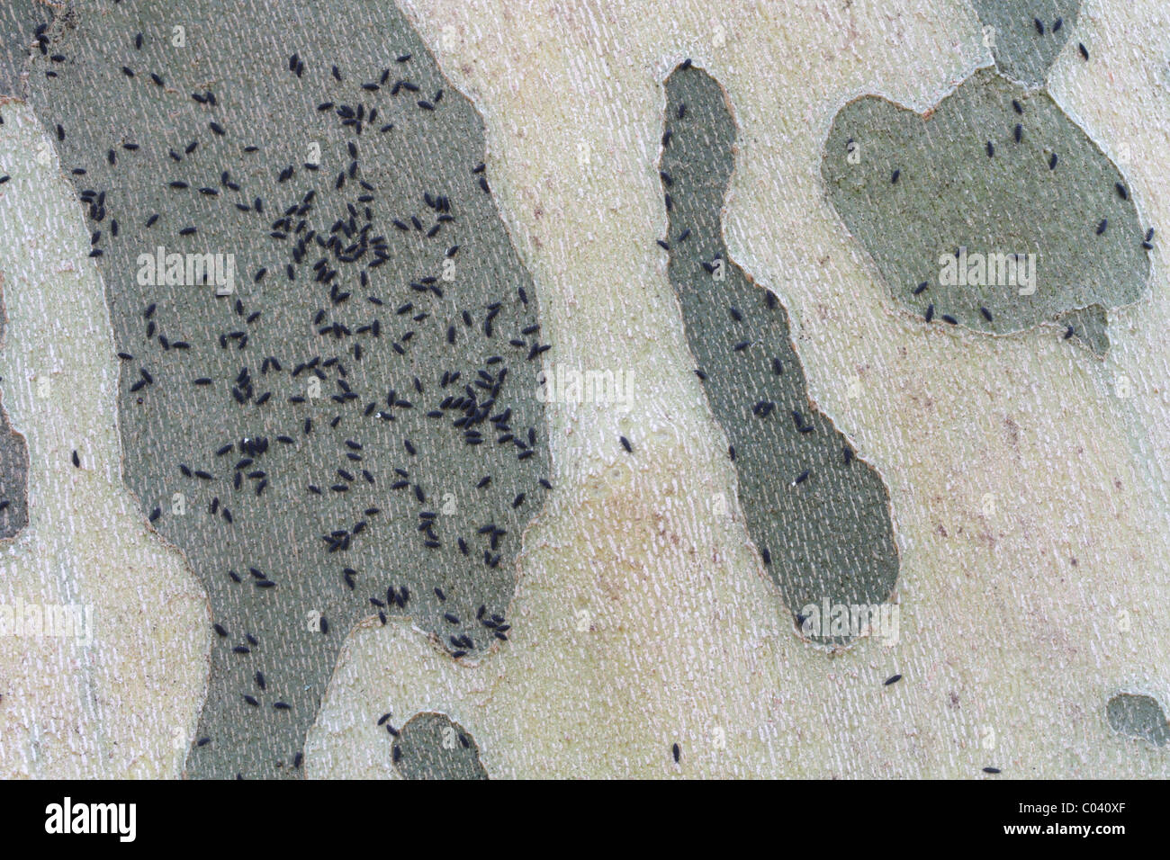 Springtails hi-res stock photography and images - Alamy