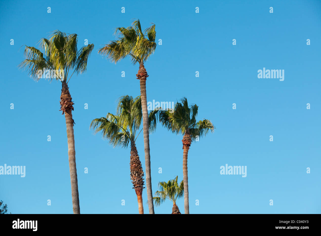 Palm trees with blue sky Stock Photo - Alamy