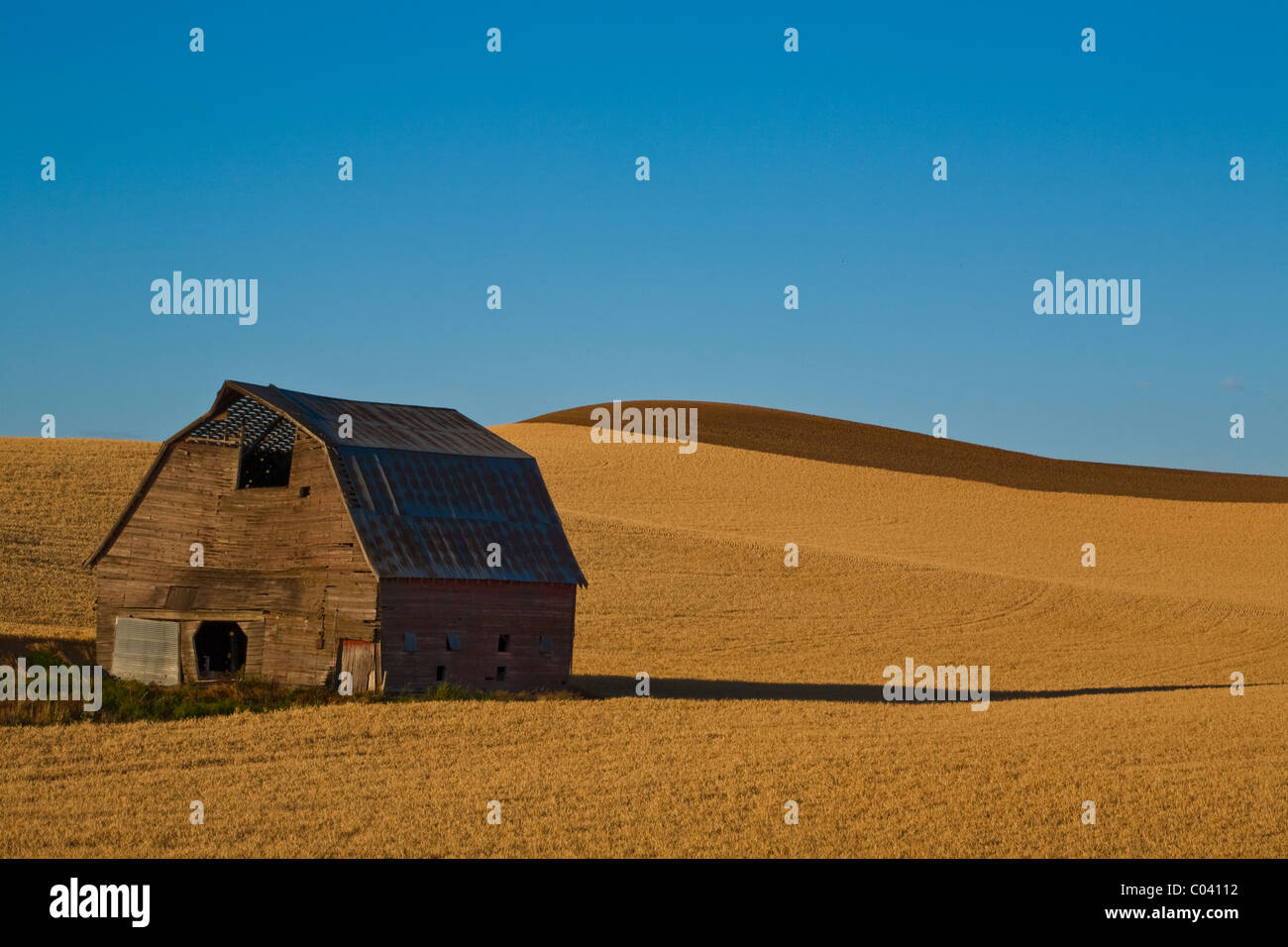 An old barn in a grain field against a blue sky Stock Photo - Alamy