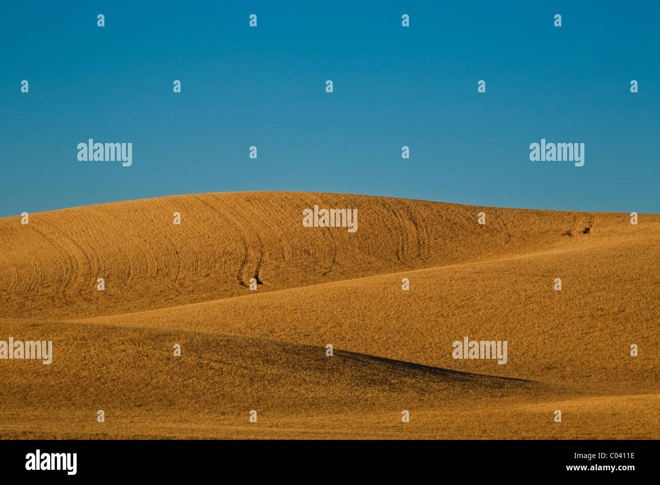 Undulating wheat field hi-res stock photography and images - Alamy