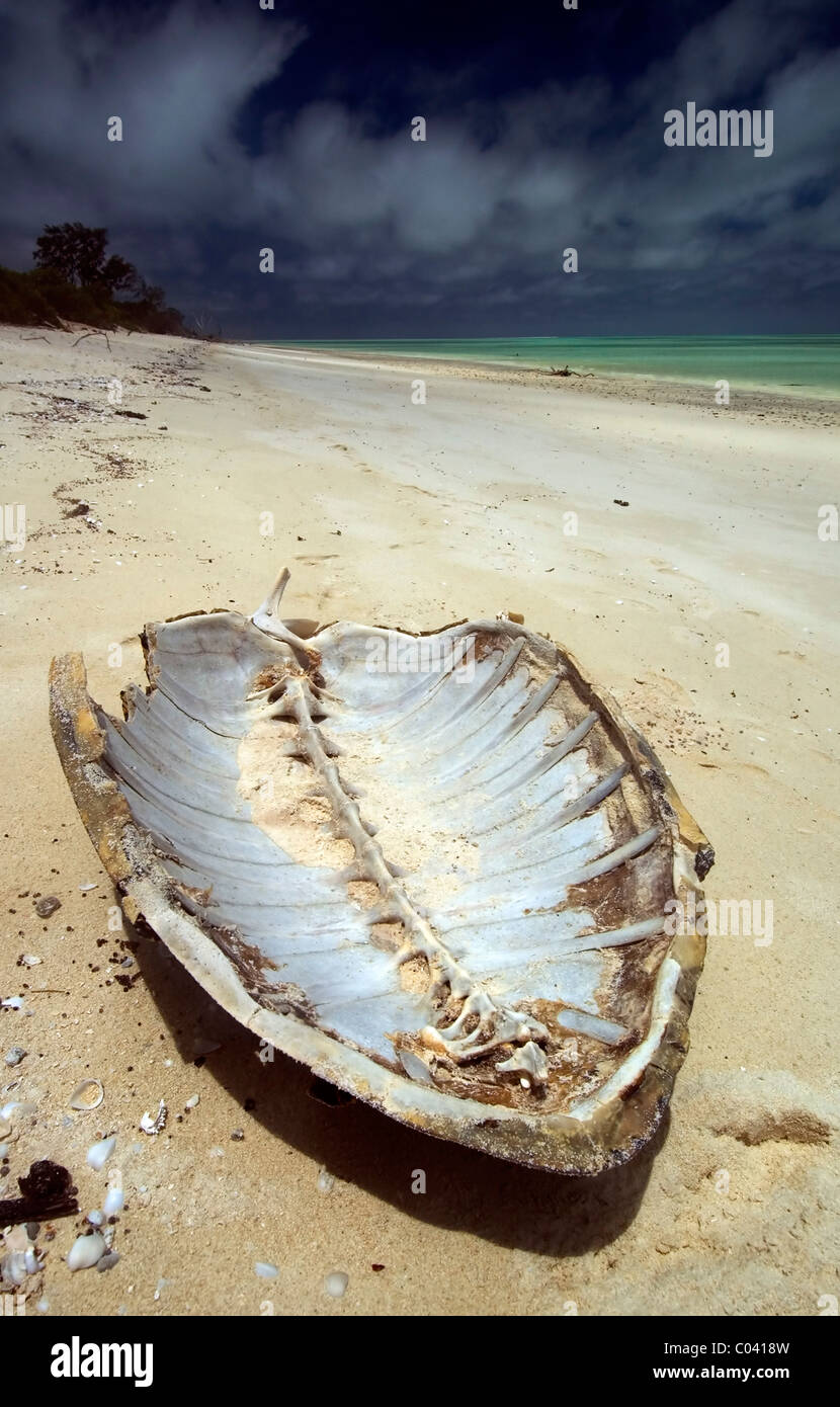 Turtle bones hi-res stock photography and images - Alamy