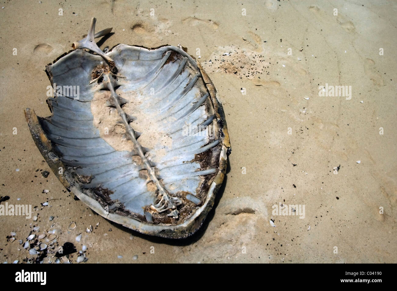 Green sea turtle carcass hi-res stock photography and images - Alamy