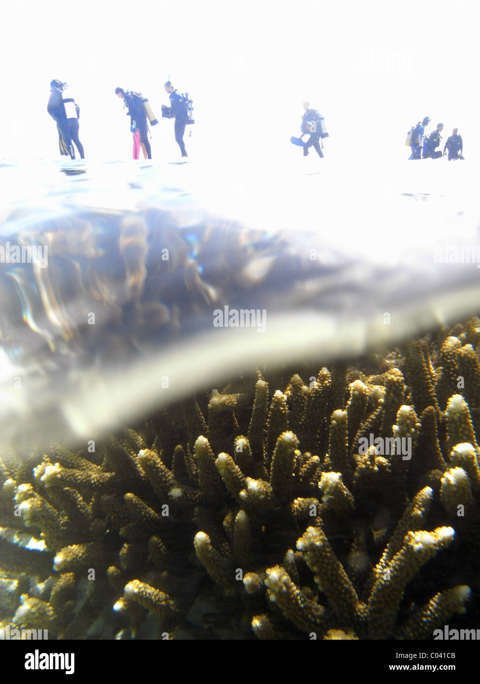 Coral exposed coral reef hi-res stock photography and images - Alamy