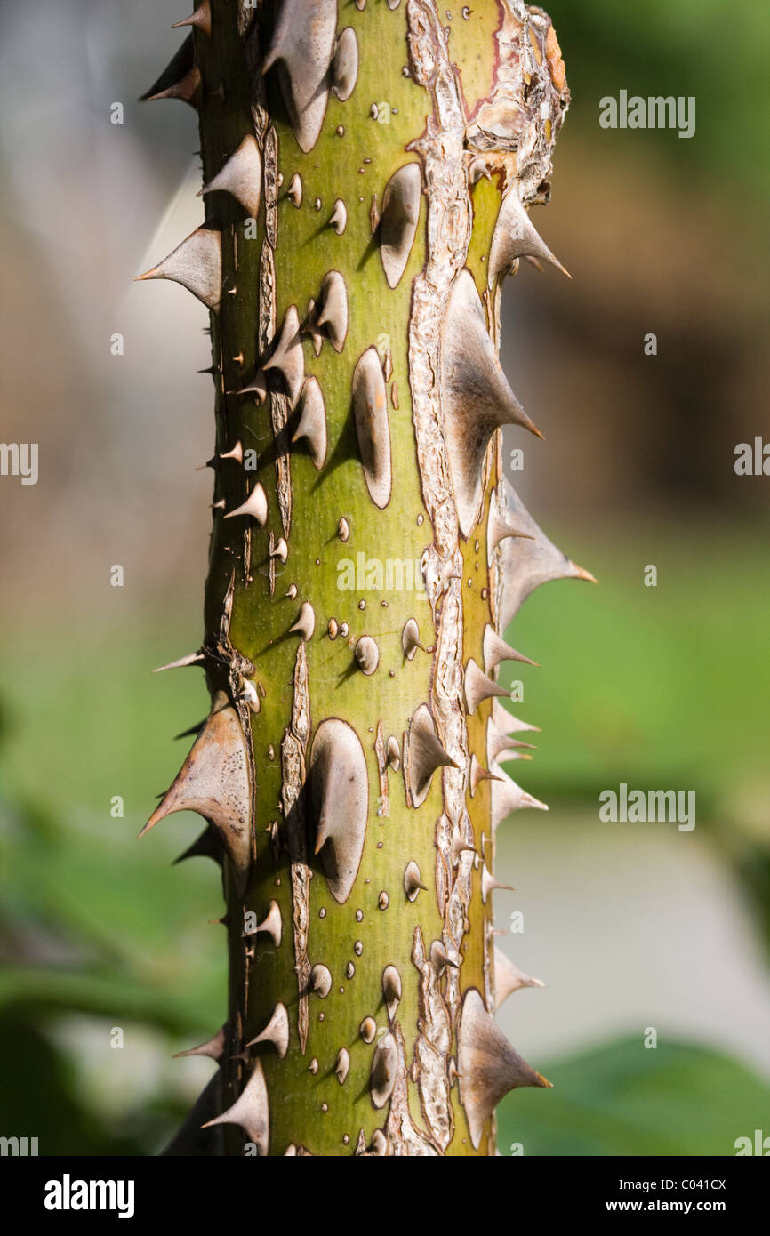 Rosebush hi-res stock photography and images - Alamy