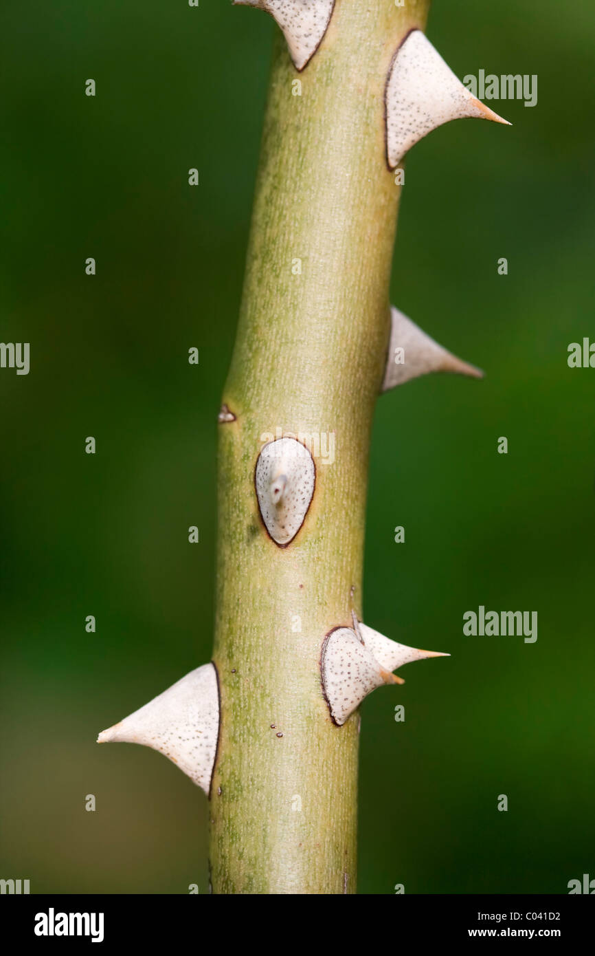 Close up of Rosebush Thorns Stock Photo - Alamy