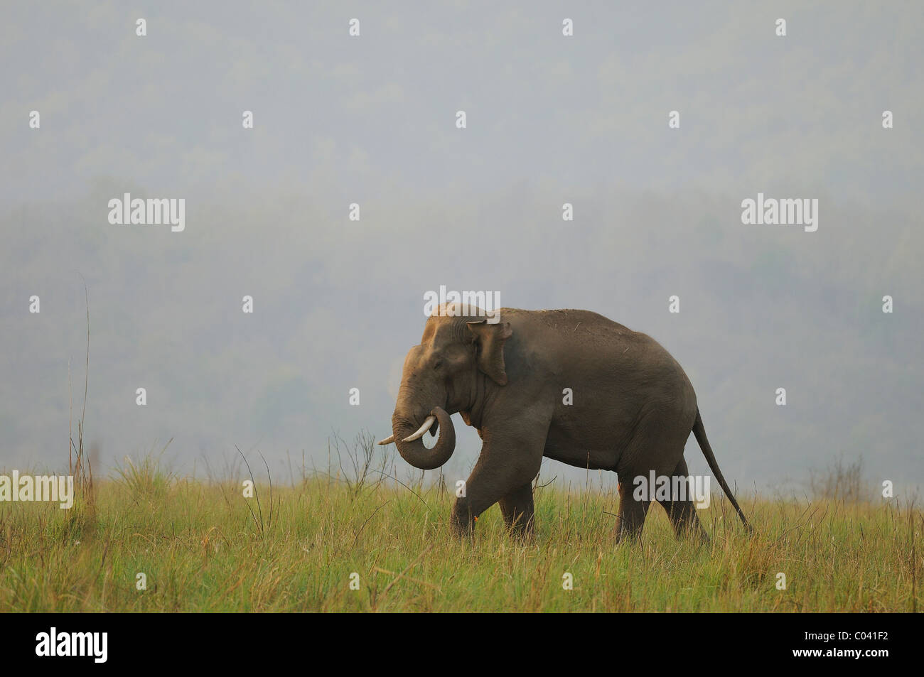 Asian elephant male hi-res stock photography and images - Alamy