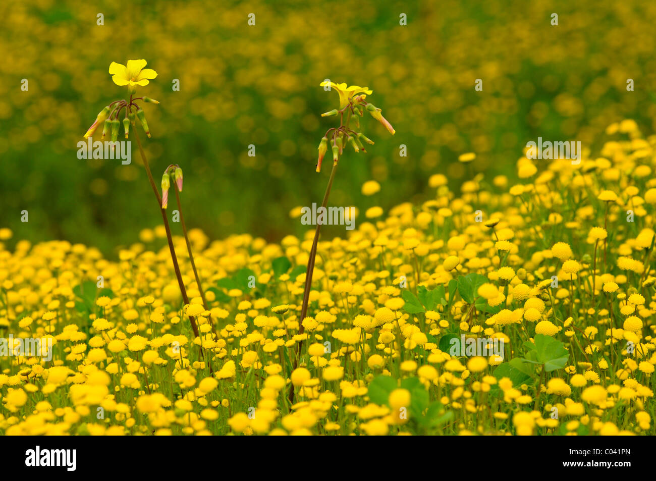 Cotula sp., water buttons, buttonweeds, Namaqualand, South Africa Stock ...