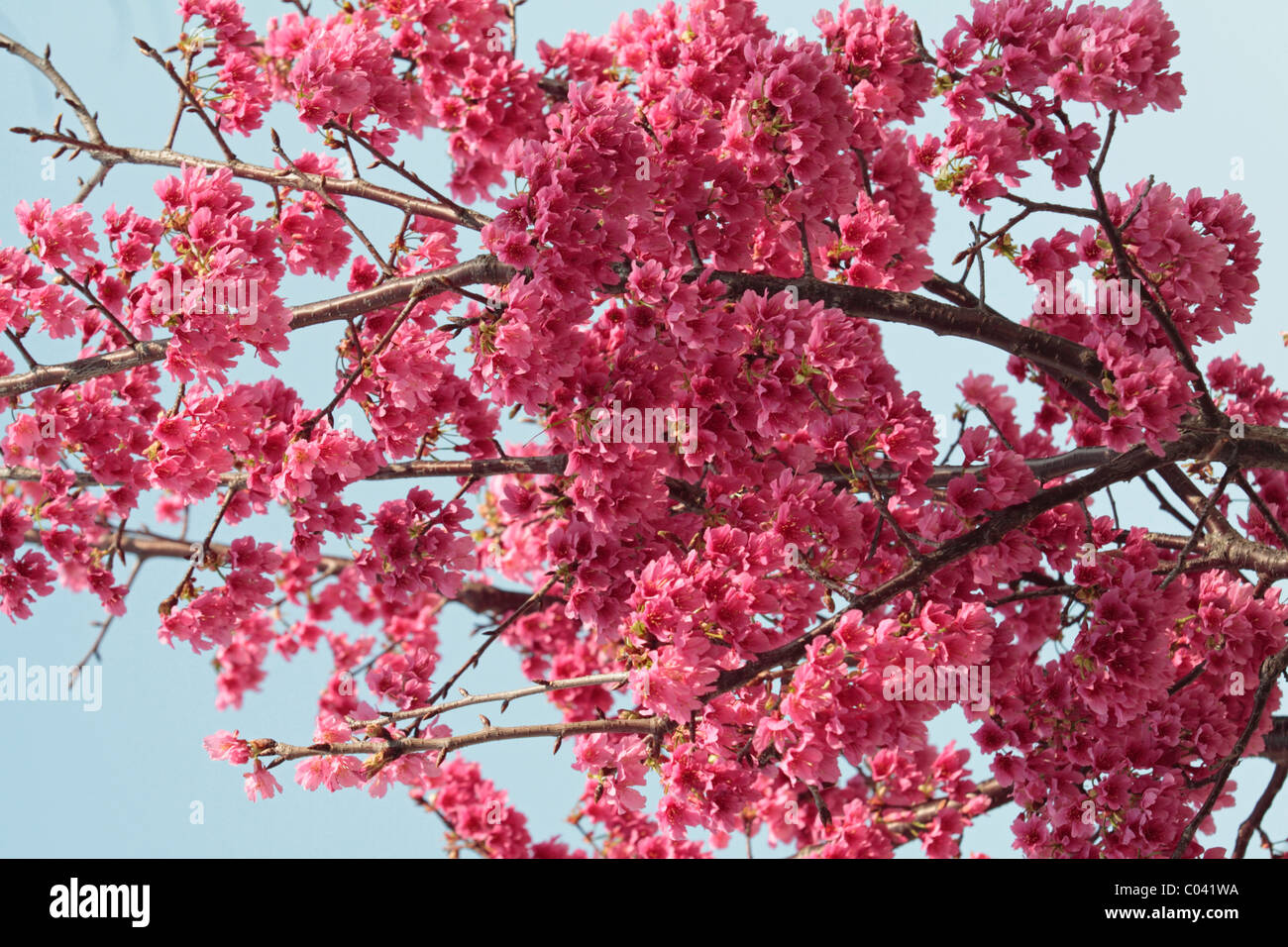 Cherry flowers bloom in spring Stock Photo - Alamy