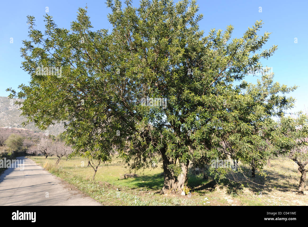 Algarroba hi-res stock photography and images - Alamy