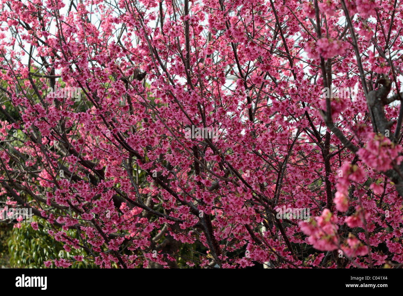 Cherry flowers bloom in spring Stock Photo - Alamy