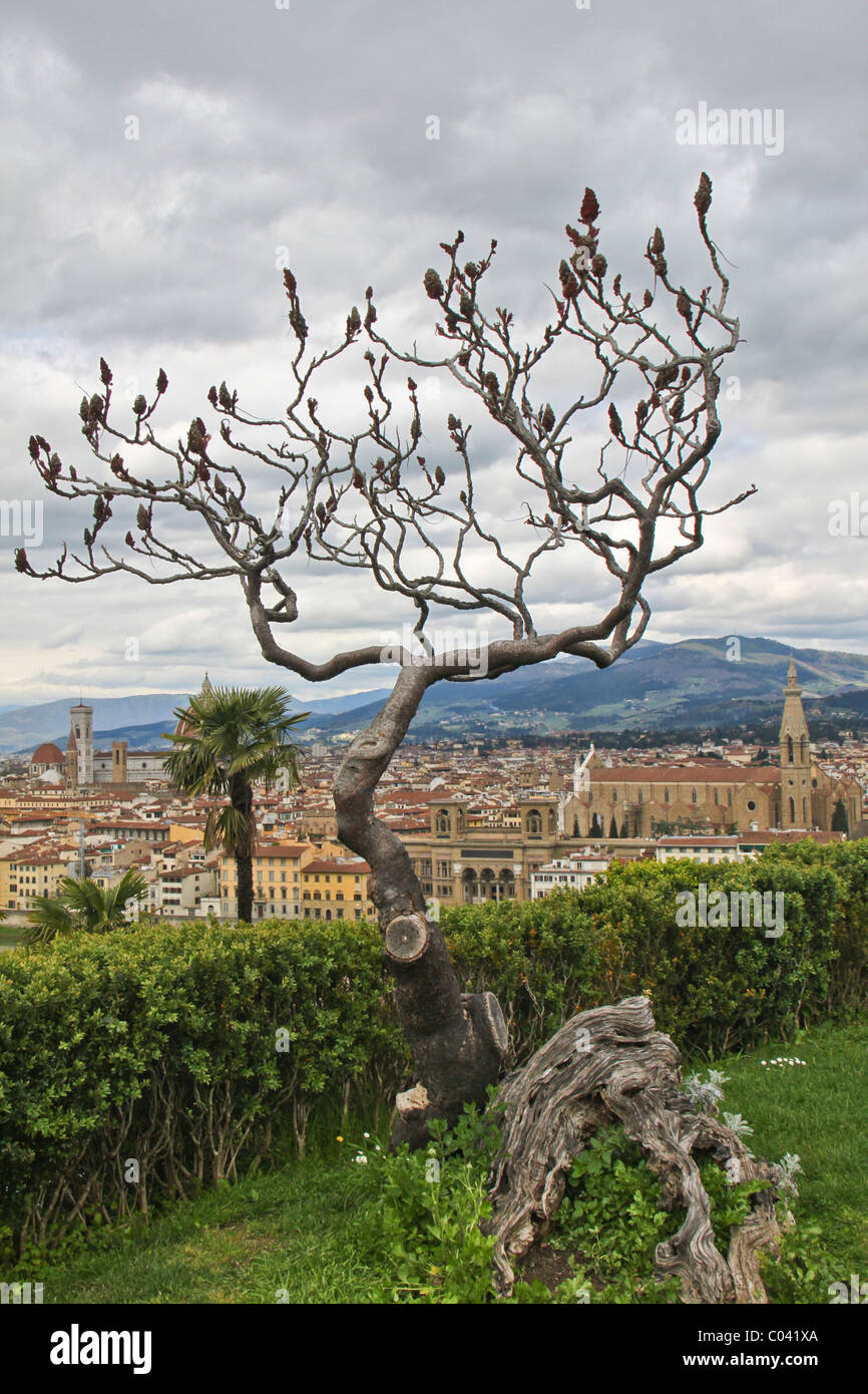 Old olive hi-res stock photography and images - Alamy