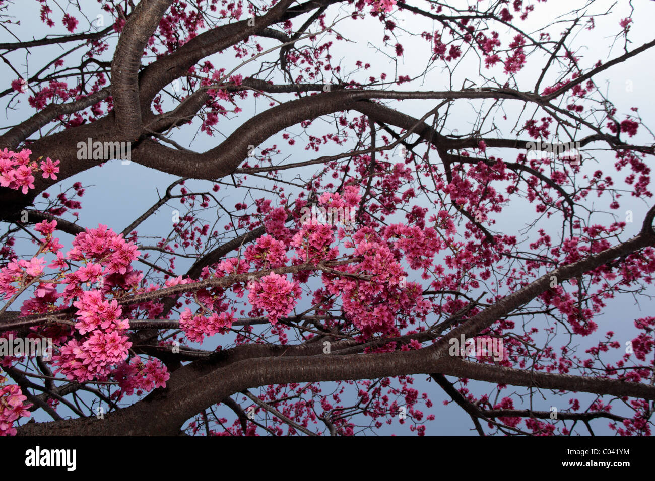 Cherry flowers bloom in spring Stock Photo - Alamy