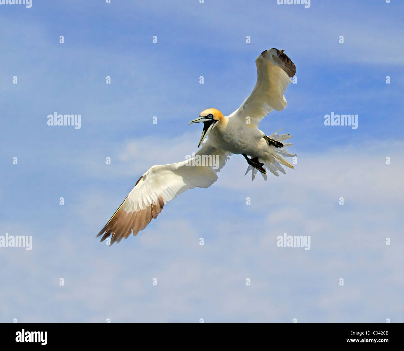 Northern Gannet in flight just about to dive for food Stock Photo - Alamy