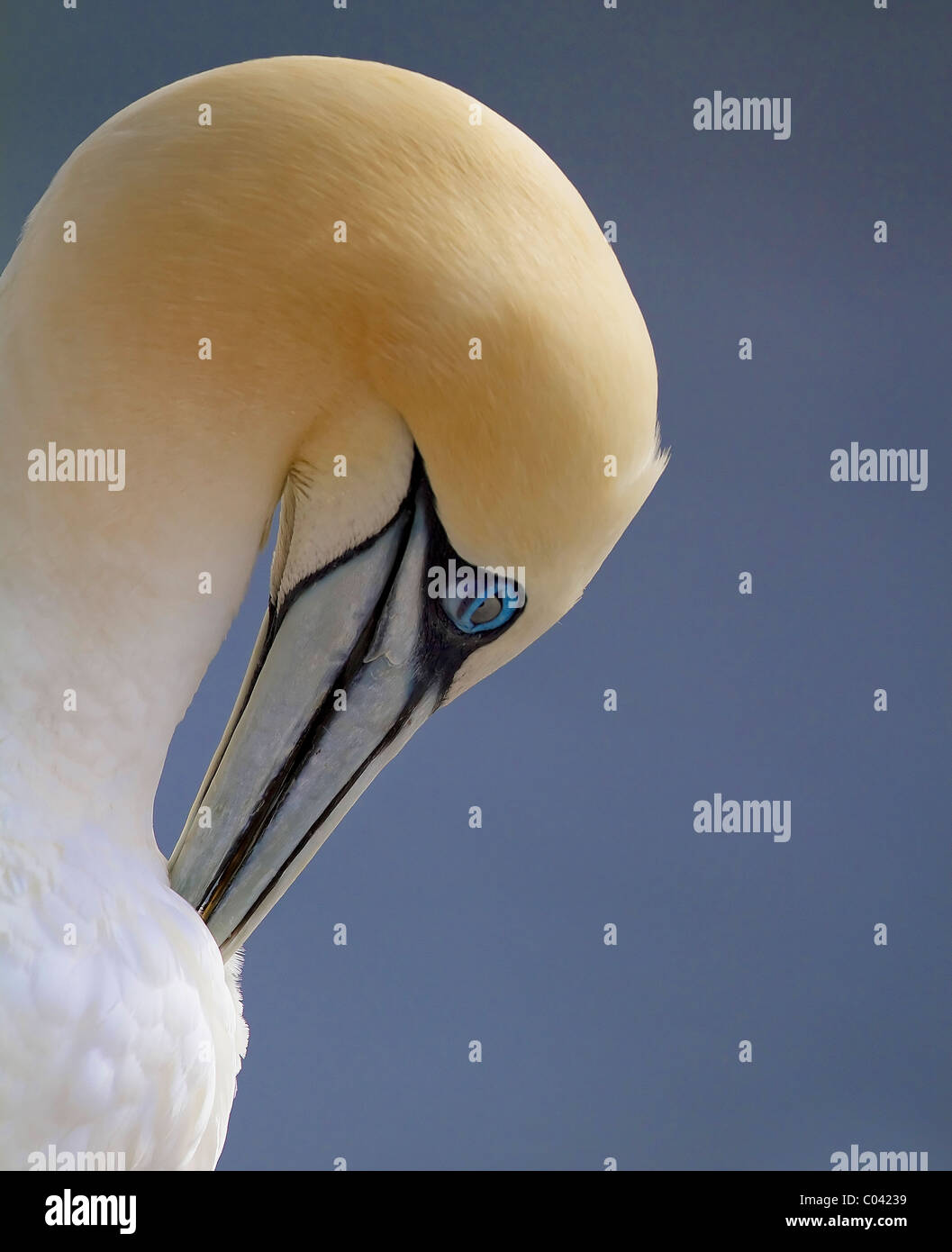 Northern gannet hi-res stock photography and images - Alamy