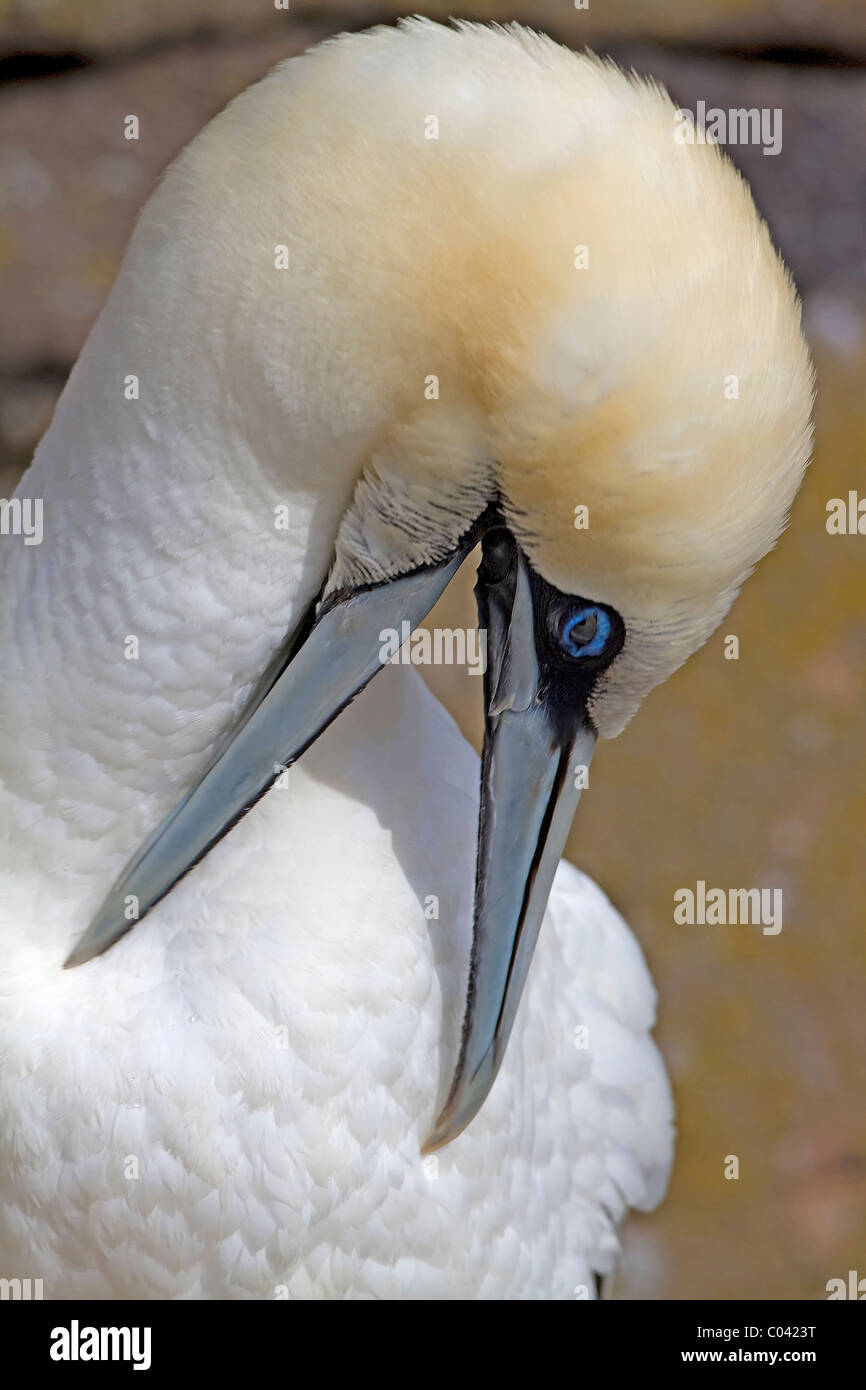 Gannet preening hi-res stock photography and images - Alamy
