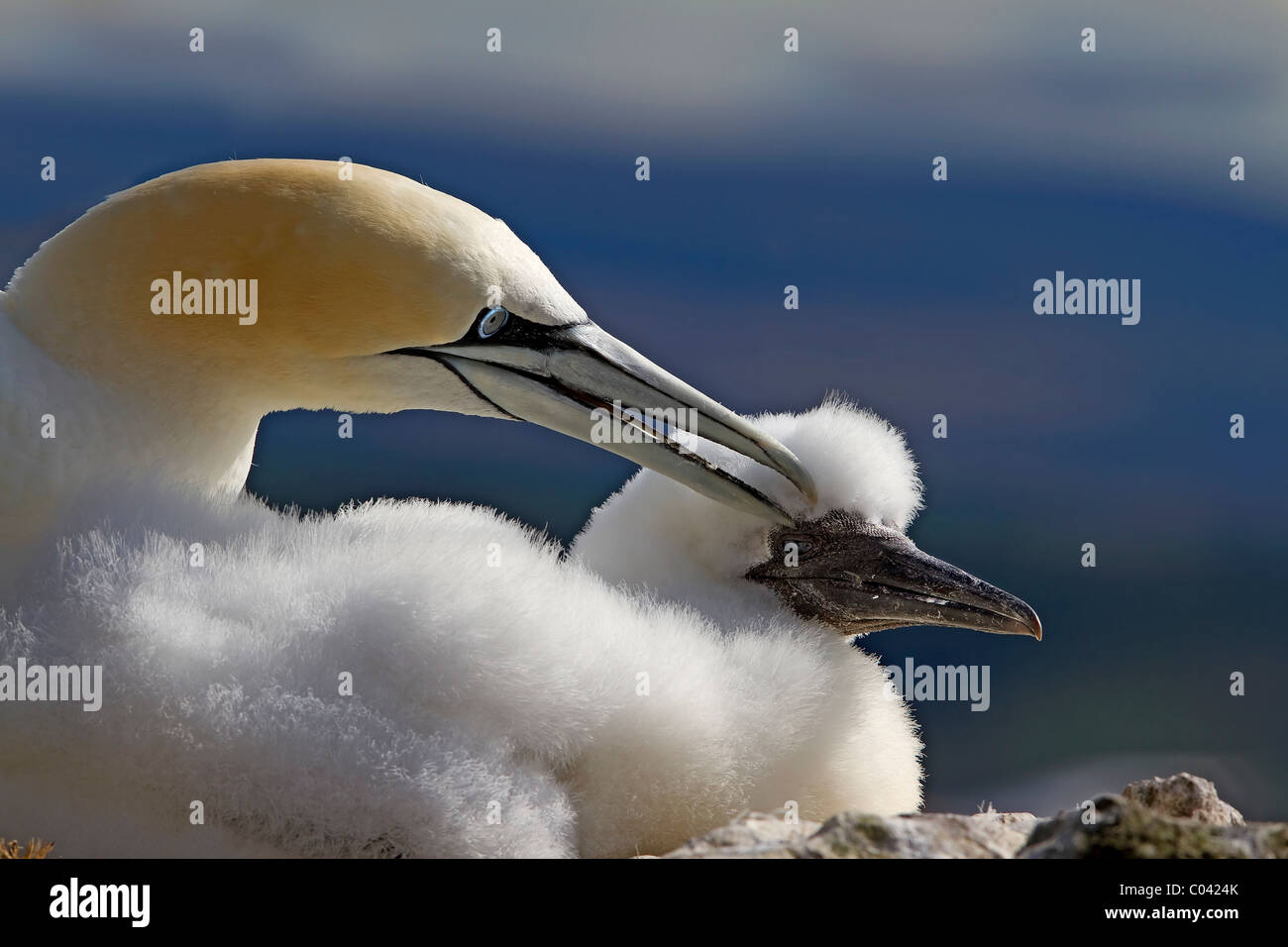 Northern gannet preening hi-res stock photography and images - Alamy