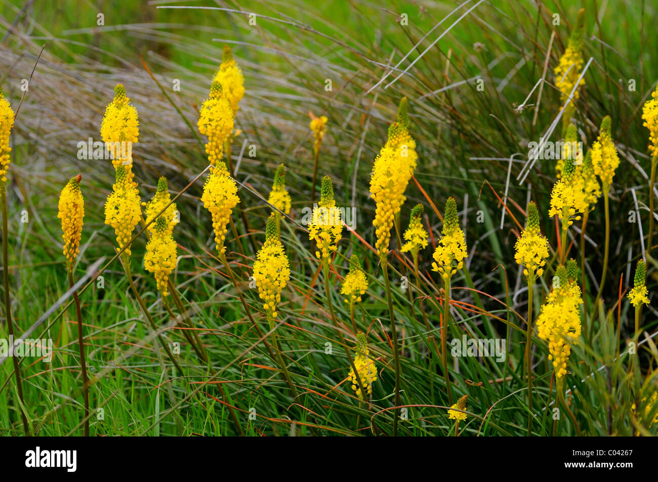 Bulbinella latifolia, rooikatstert, Bokkeveld Plateau, Namaqualand ...