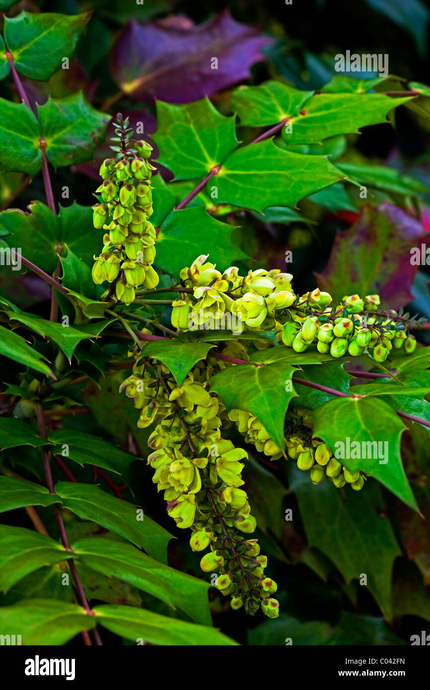 Mahonia japonica hi-res stock photography and images - Alamy