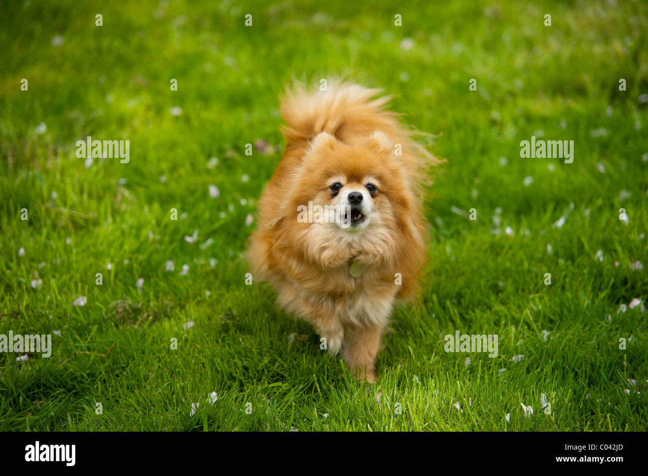 Old but active small dog (pomeranian) running towards owner on summer ...