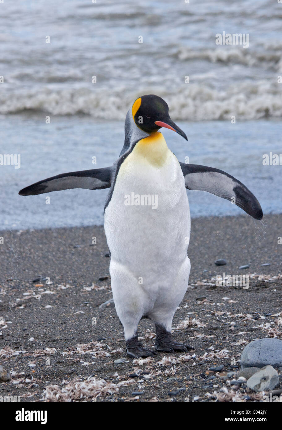 King Penguin (aptenodytes patagonicus), St Andrews Bay, South Georgia ...