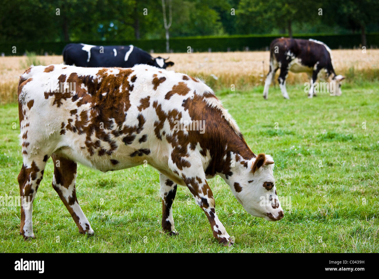Cow cows meadow hi-res stock photography and images - Alamy
