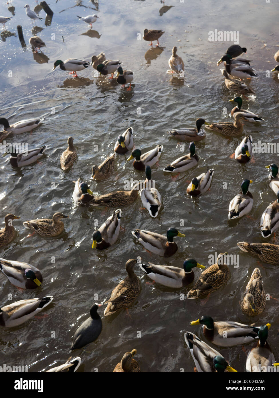 ducks arrow valley lake redditch Stock Photo - Alamy