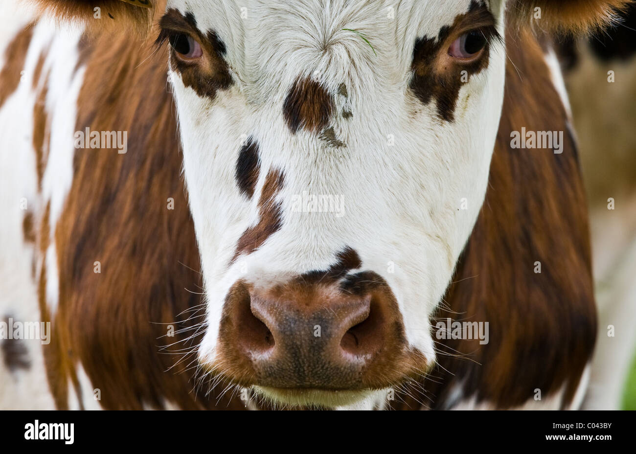 French cow High Resolution Stock Photography and Images - Alamy