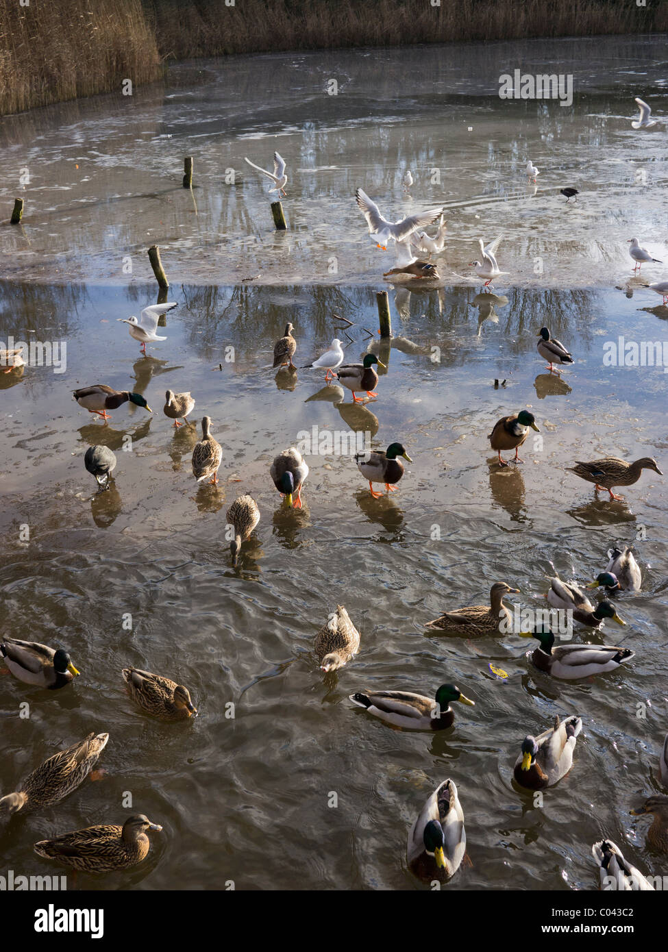 ducks arrow valley lake redditch Stock Photo - Alamy