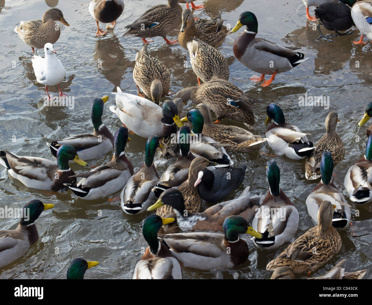 ducks arrow valley lake redditch Stock Photo - Alamy