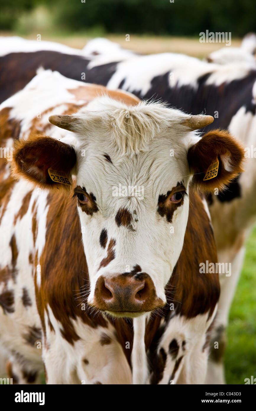 Brown and white French Normandy cow in rural Normandy, France Stock ...